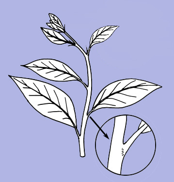 Stipulate Definition and Examples - Biology Online Dictionary